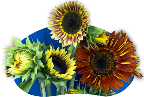 Contact Us Full Stem Ahead